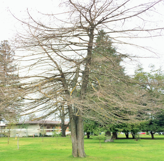 Taxodium distichum (L.) Rich. – Flora y Fauna UdeC Chillán
