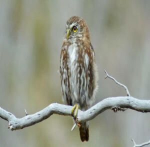 Glaucidium nanum – Flora y Fauna UdeC Chillán